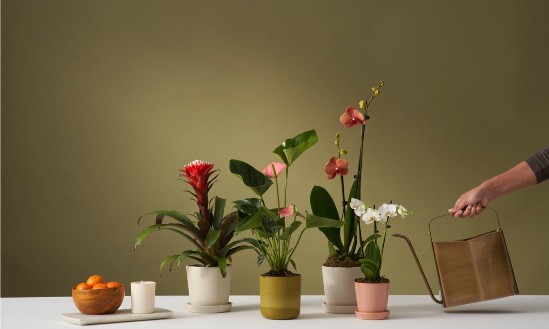 Japandi Planters - Japandi Pots for Plants | Japandi Supply