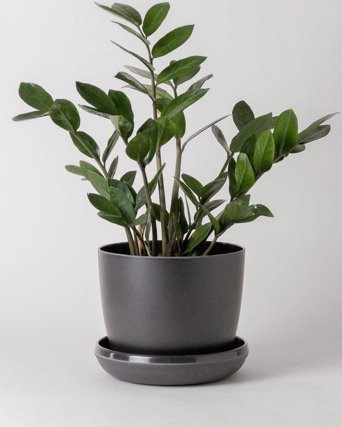Japandi Planters - Japandi Pots for Plants | Japandi Supply